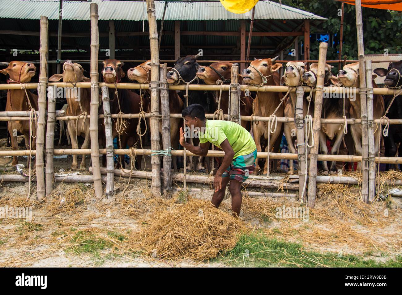 Cow market 4k photo from Ruhitpur, Bangladesh on September 5, 2022 ...