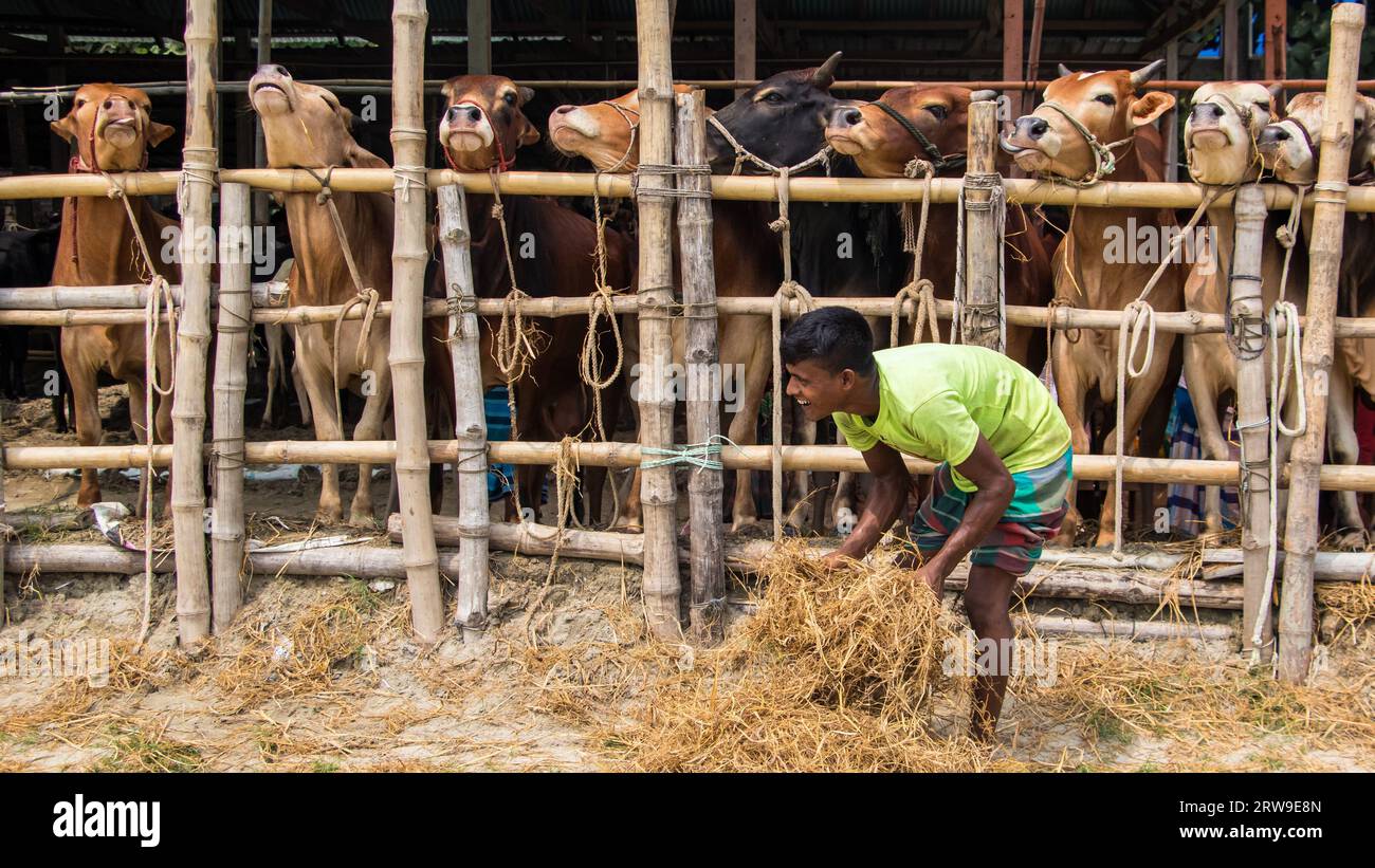Cow market 4k photo from Ruhitpur, Bangladesh on September 5, 2022 ...