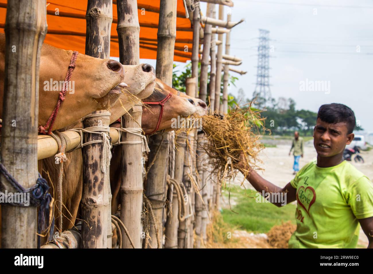 Cow market 4k photo from Ruhitpur, Bangladesh on September 5, 2022 ...