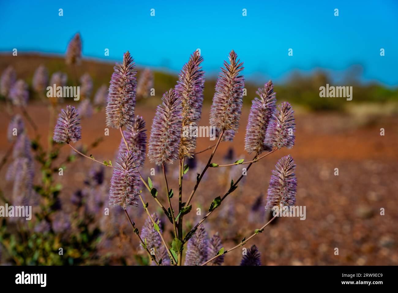 Mulla Mulla Ptilotus native Australian wlidflower Stock Photo - Alamy