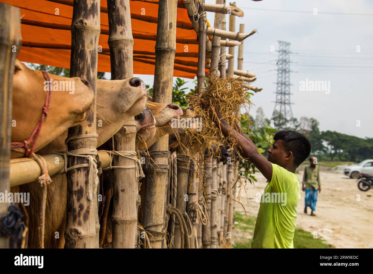 Cow market 4k photo from Ruhitpur, Bangladesh on September 5, 2022 ...