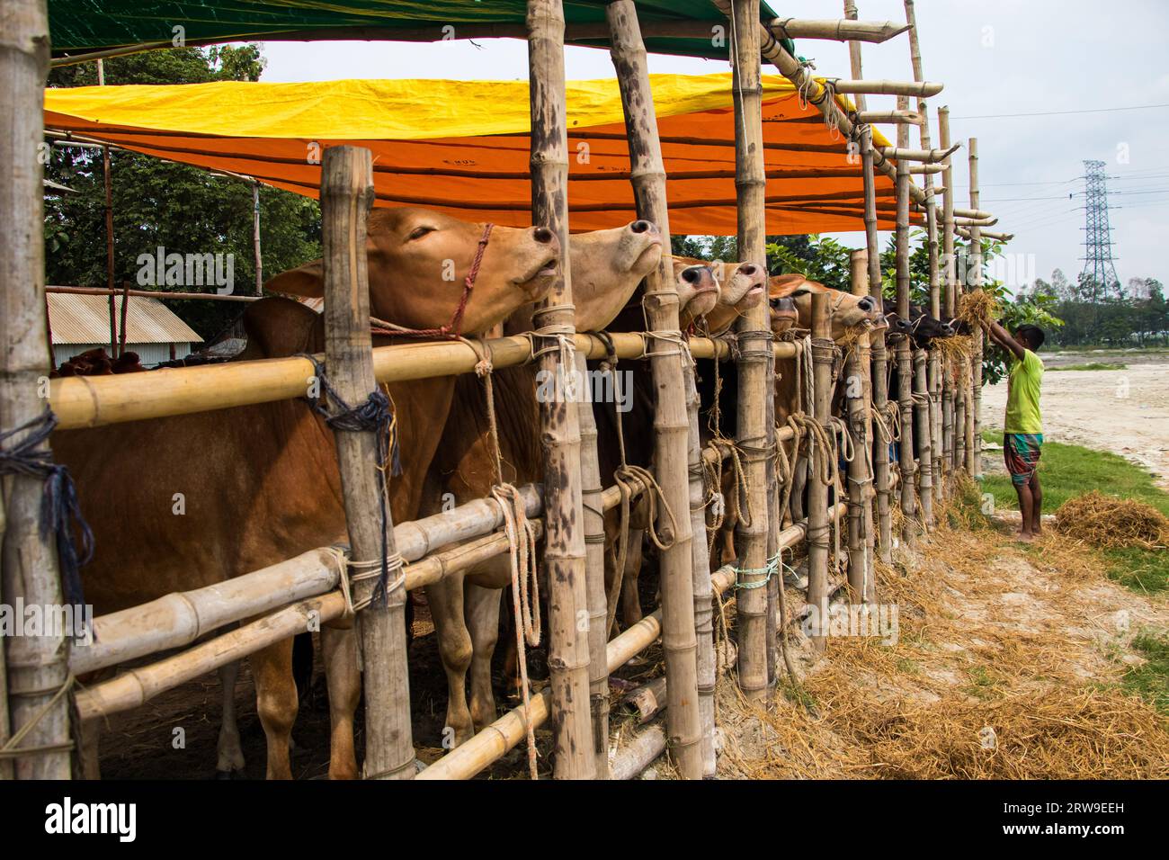 Cow market 4k photo from Ruhitpur, Bangladesh on September 5, 2022 ...