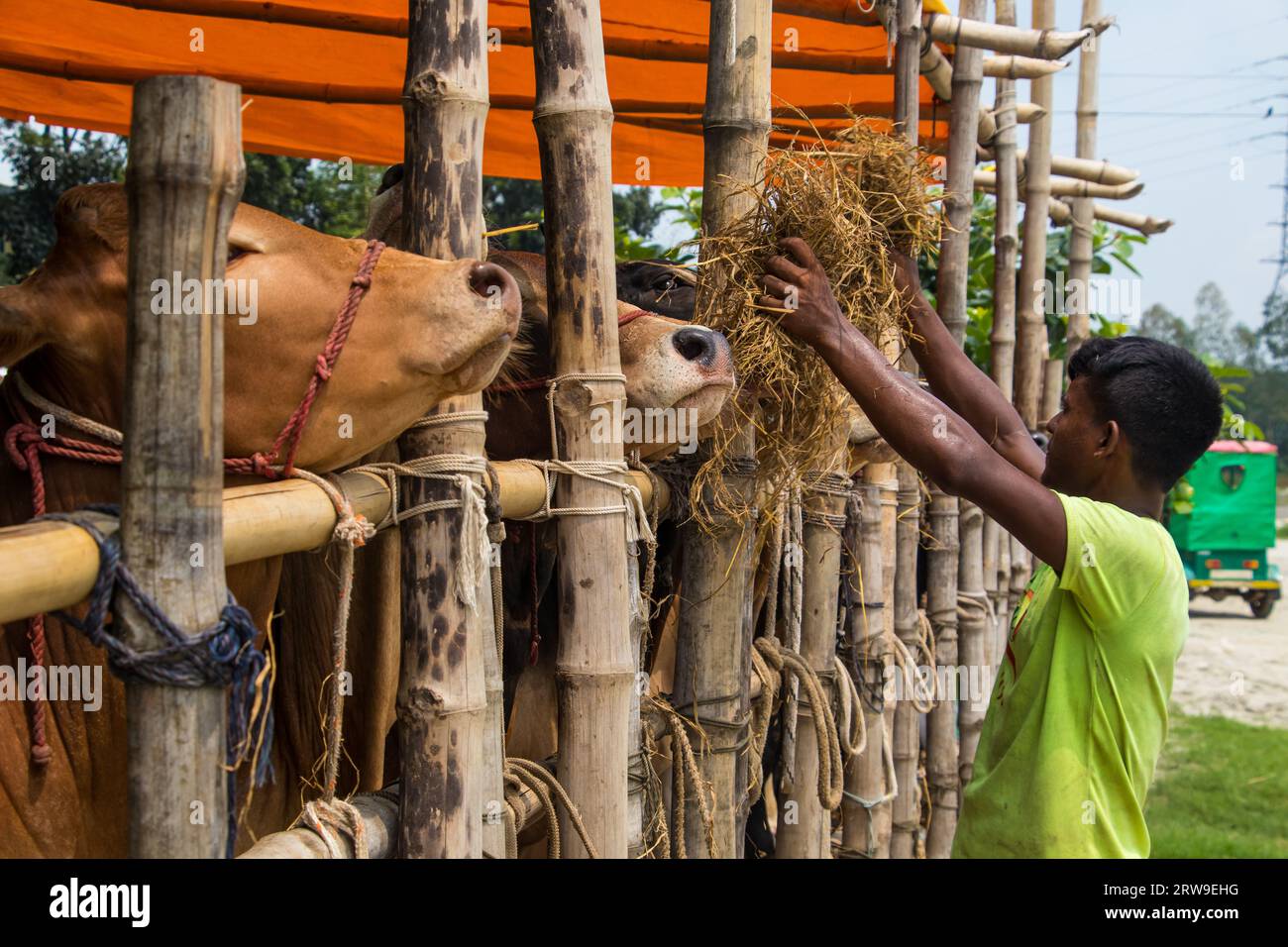 Cow market 4k photo from Ruhitpur, Bangladesh on September 5, 2022 ...