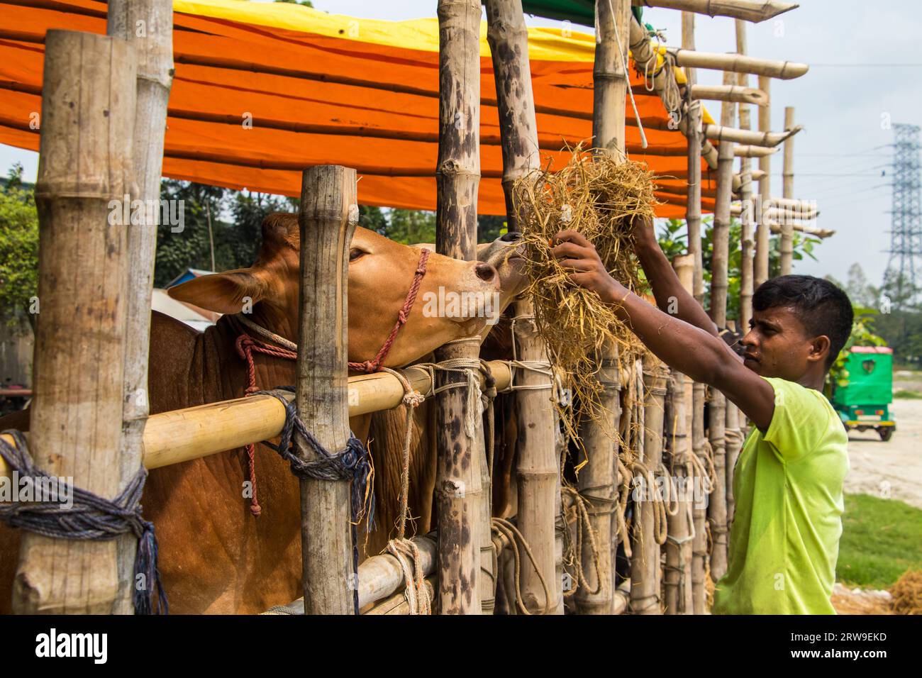 Cow market 4k photo from Ruhitpur, Bangladesh on September 5, 2022 ...