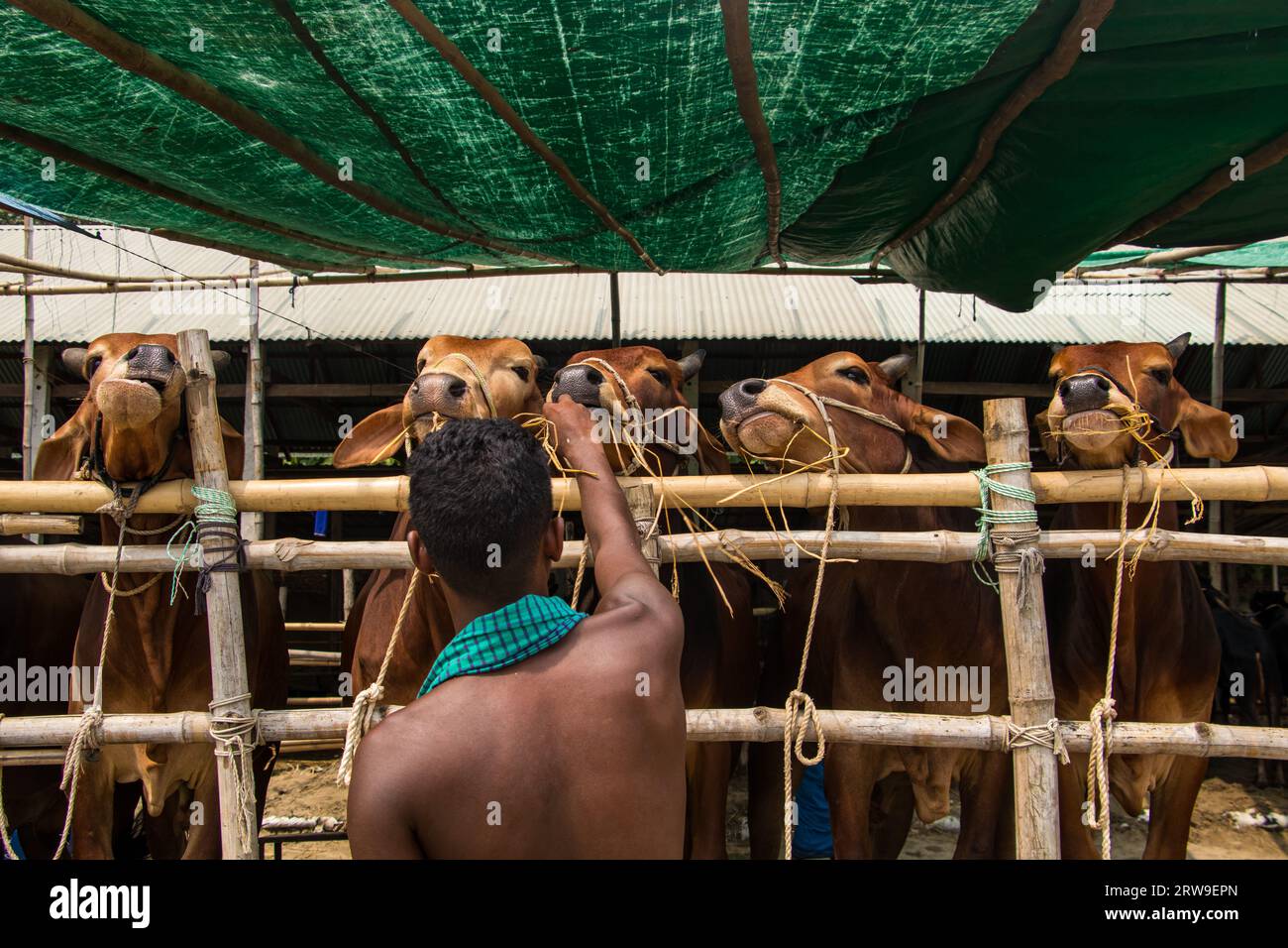 Cow market 4k photo from Ruhitpur, Bangladesh on September 5, 2022 ...