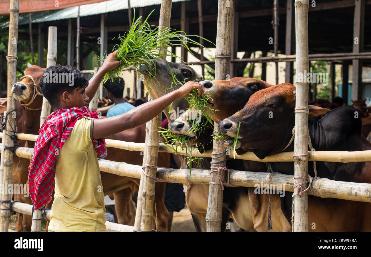 Cow market 4k photo from Ruhitpur, Bangladesh on September 5, 2022 ...