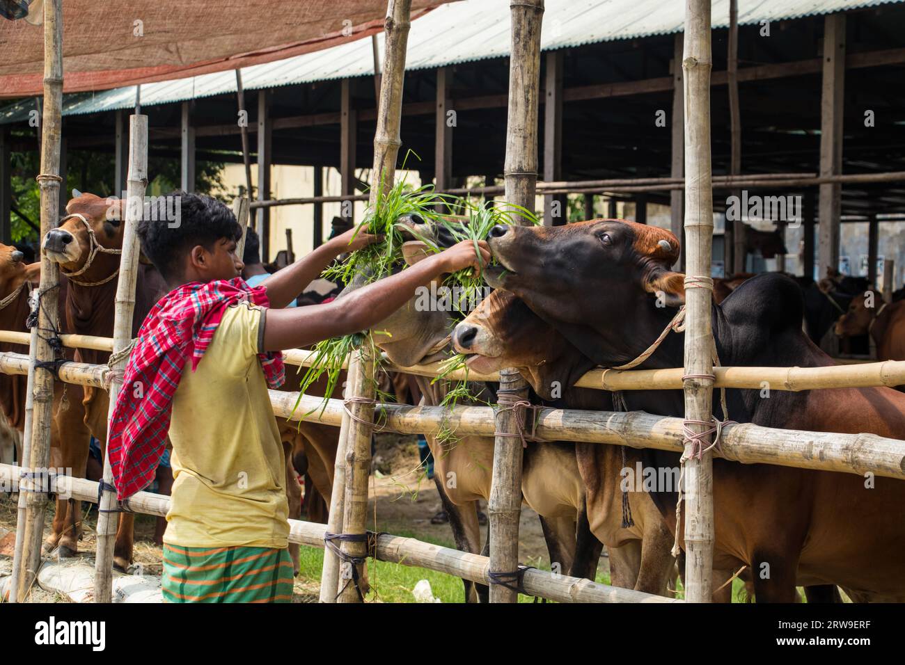 Cow market 4k photo from Ruhitpur, Bangladesh on September 5, 2022 ...