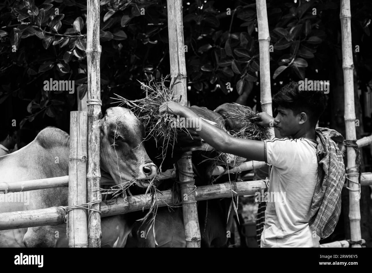 Cow market 4k photo from Ruhitpur, Bangladesh on September 5, 2022 ...