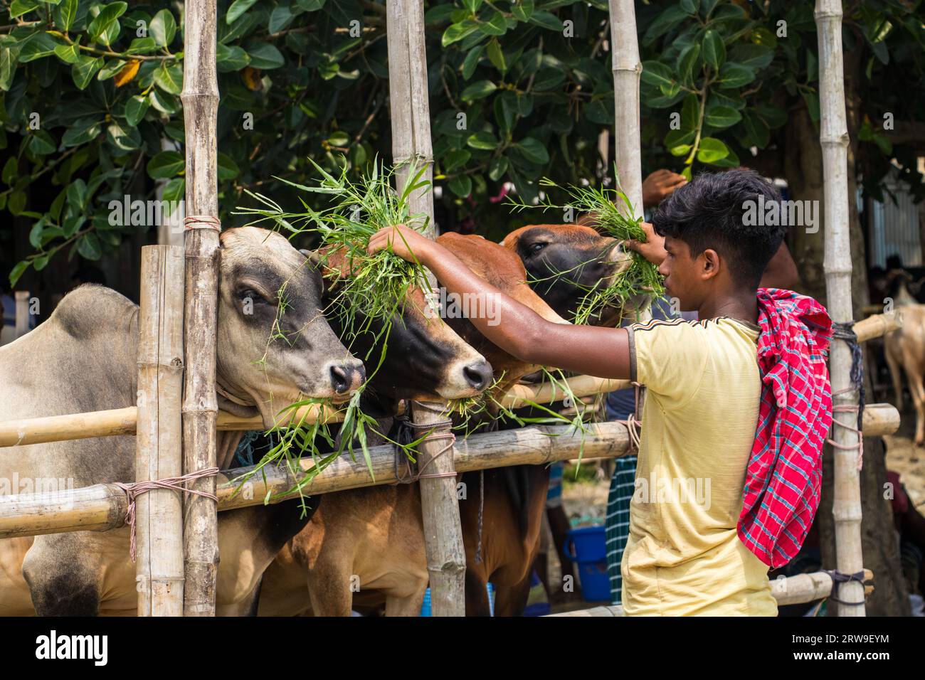 Cow market 4k photo from Ruhitpur, Bangladesh on September 5, 2022 ...