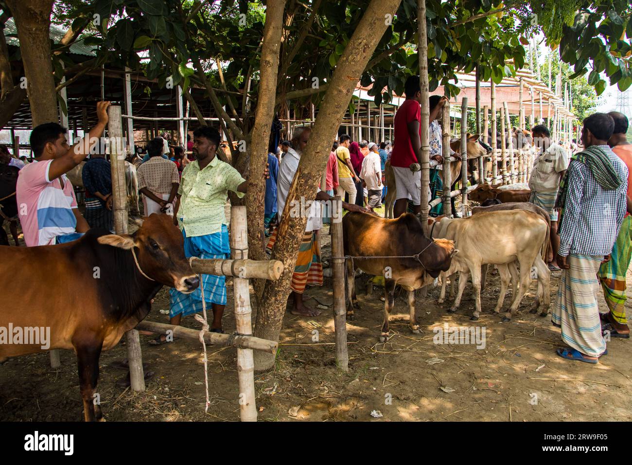 Cow market 4k photo from Ruhitpur, Bangladesh on September 5, 2022 ...
