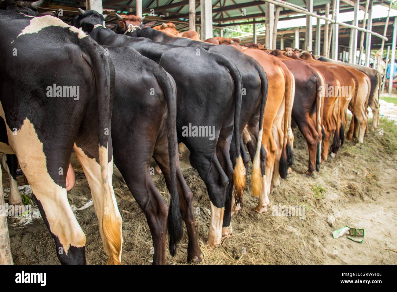 Cow market 4k photo from Ruhitpur, Bangladesh on September 5, 2022 ...
