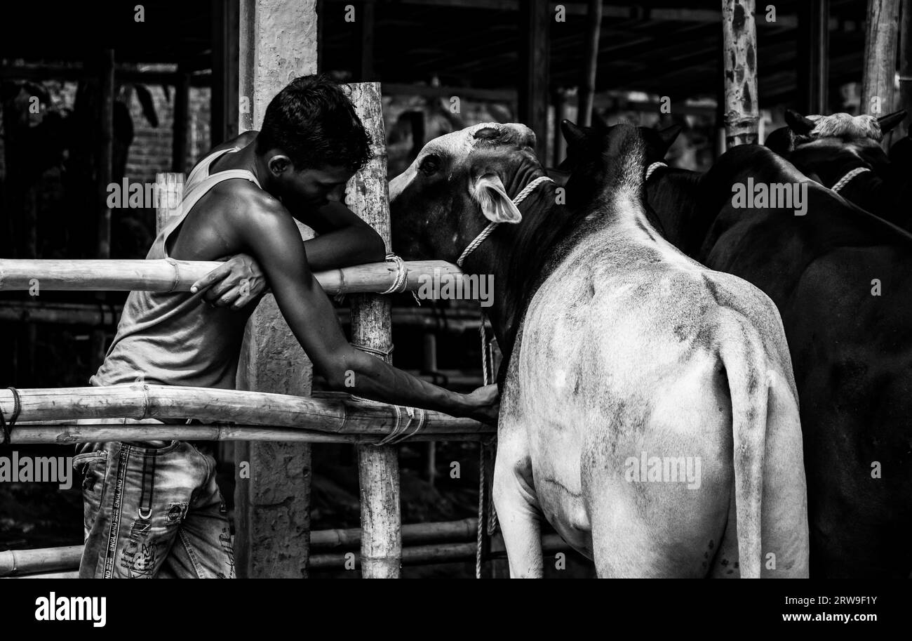 Cow market 4k photo from Ruhitpur, Bangladesh on September 5, 2022 ...