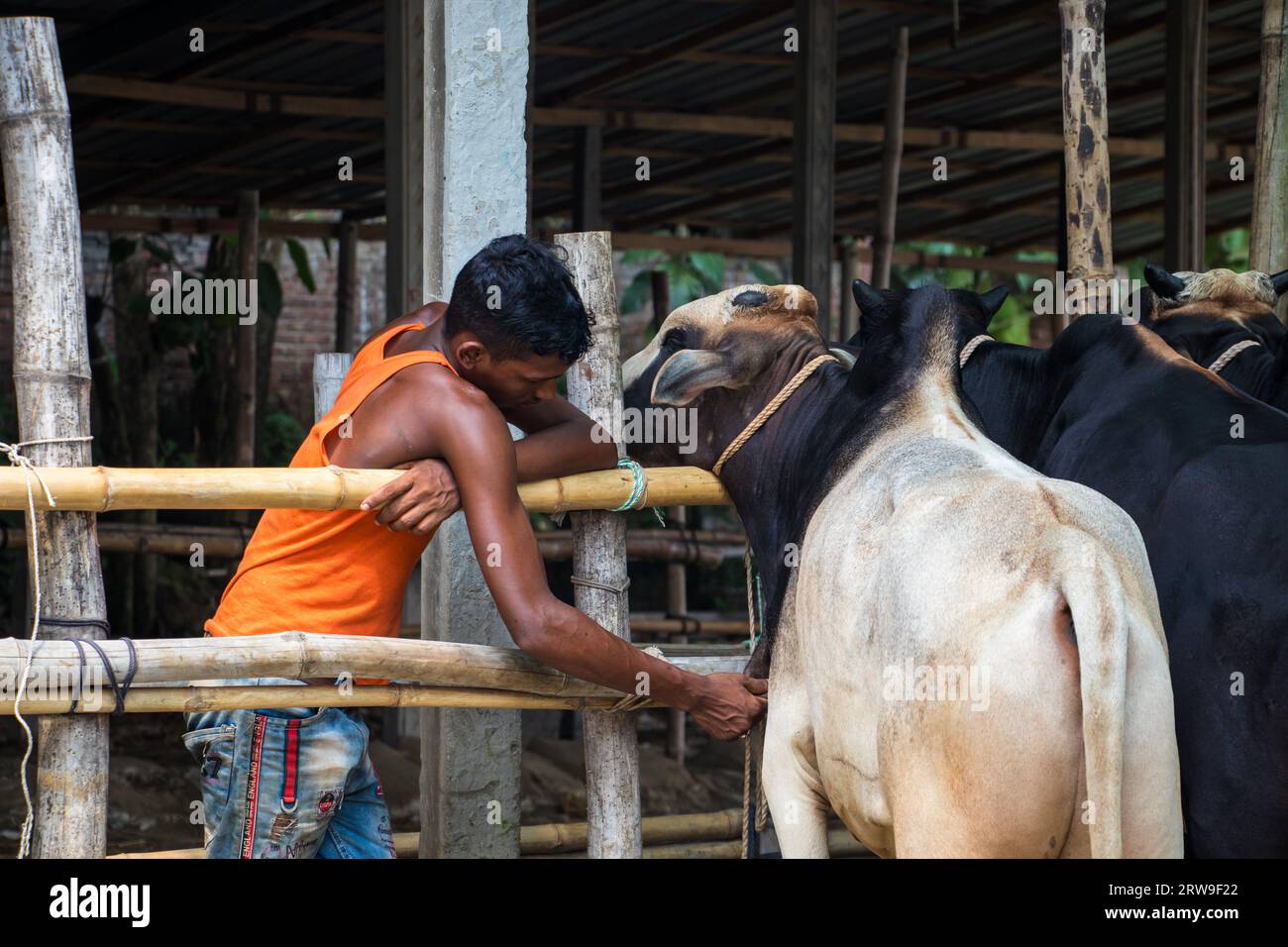 Cow market 4k photo from Ruhitpur, Bangladesh on September 5, 2022 ...