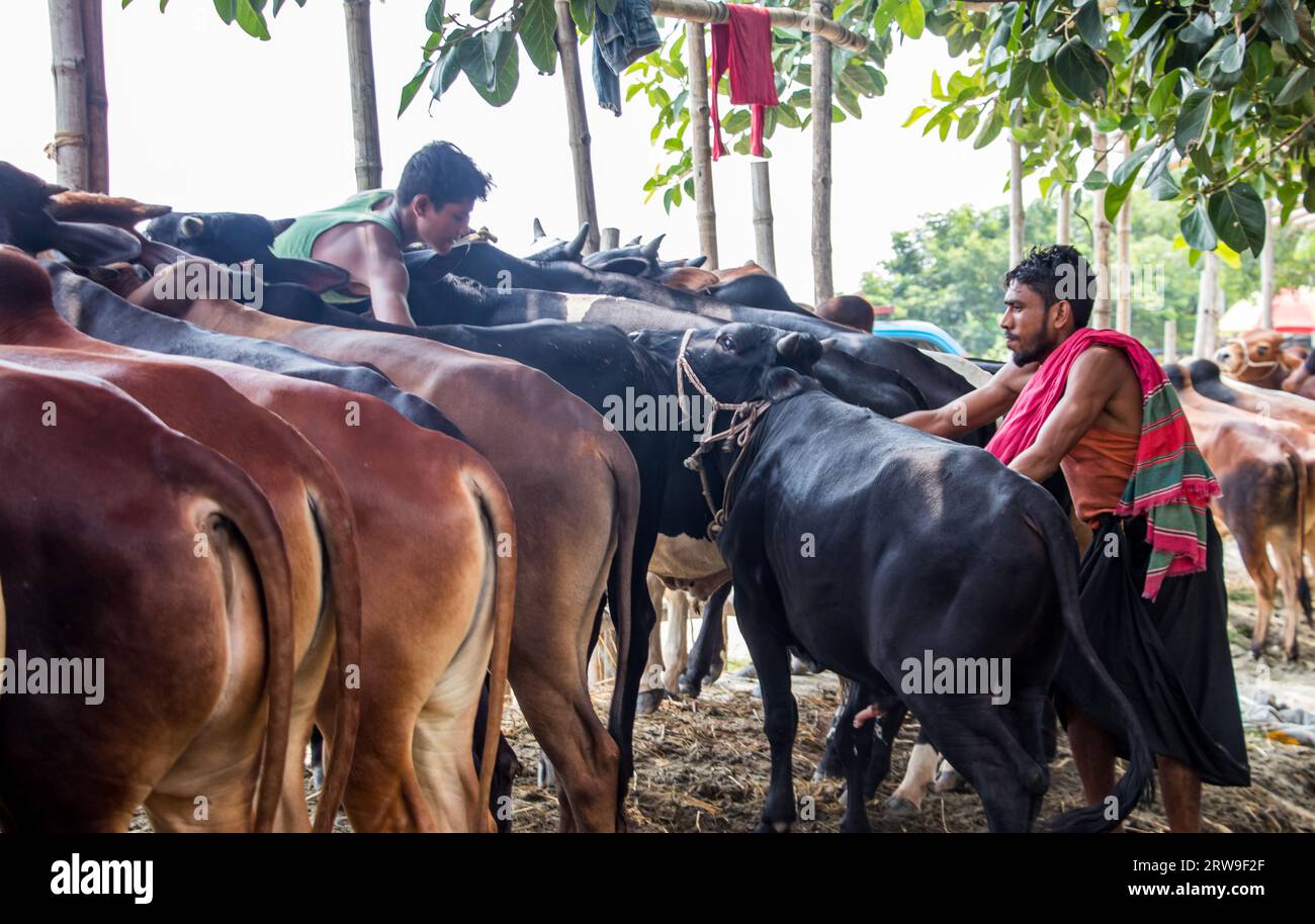 Cow market 4k photo from Ruhitpur, Bangladesh on September 5, 2022 ...