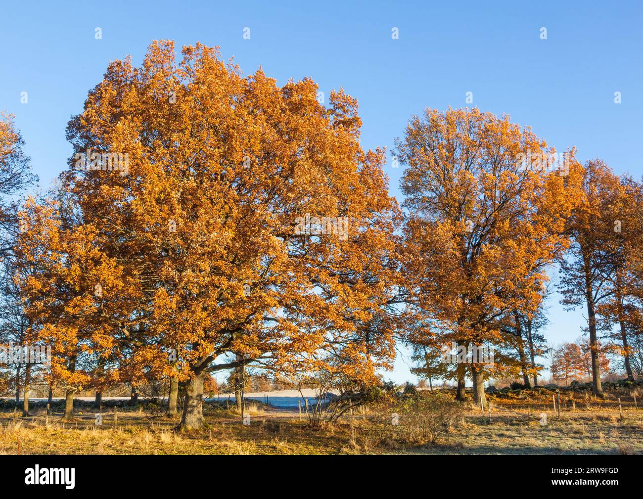 Nature tree colors season tree hi-res stock photography and images - Alamy