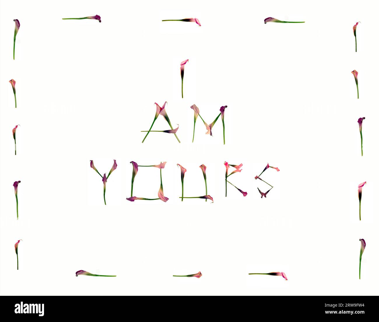 i AM YOURD, meaning of calla lilies, this artistically colorful beauty ...