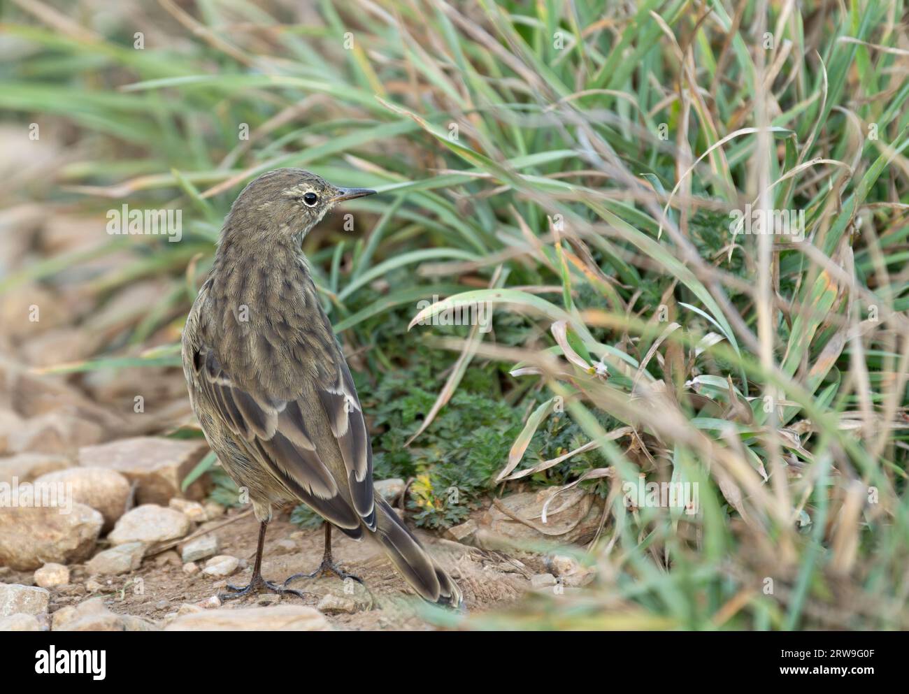 A Rock Pipit (Anthus petrosus) on the ground, Cornwall Stock Photo - Alamy