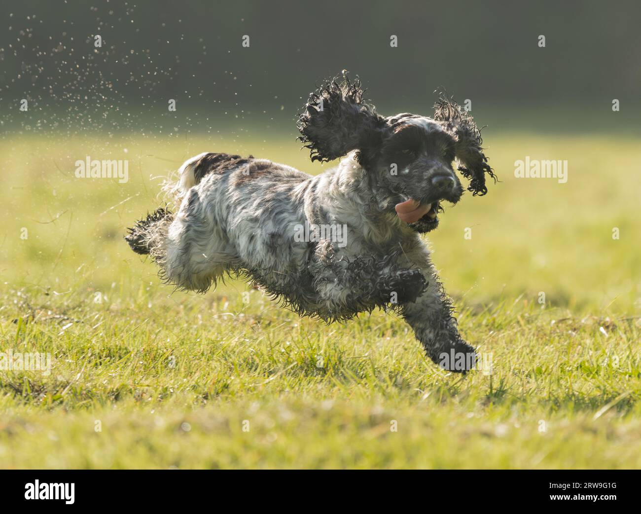 Black show cocker spaniel hi-res stock photography and images - Alamy