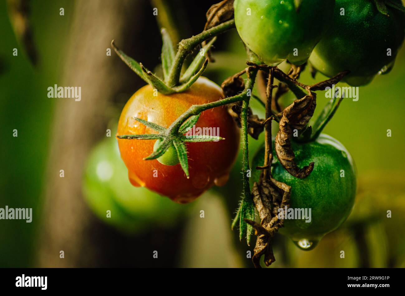 Tomato growing on the branch. In ripening process, organically grown. Freshly watered Stock ...