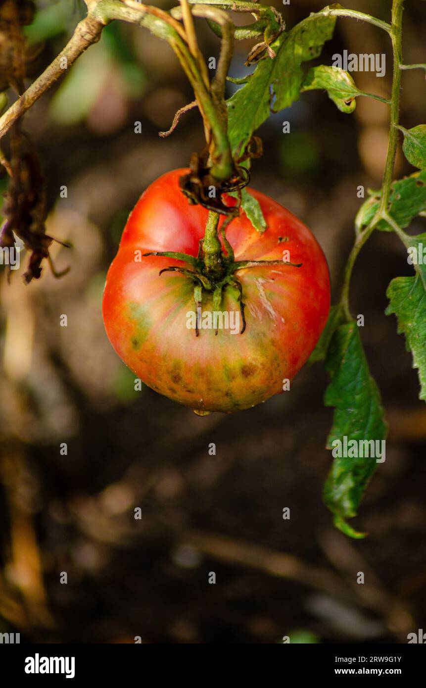 Tomatoes of ecological culture growing on the branch in the process of ...
