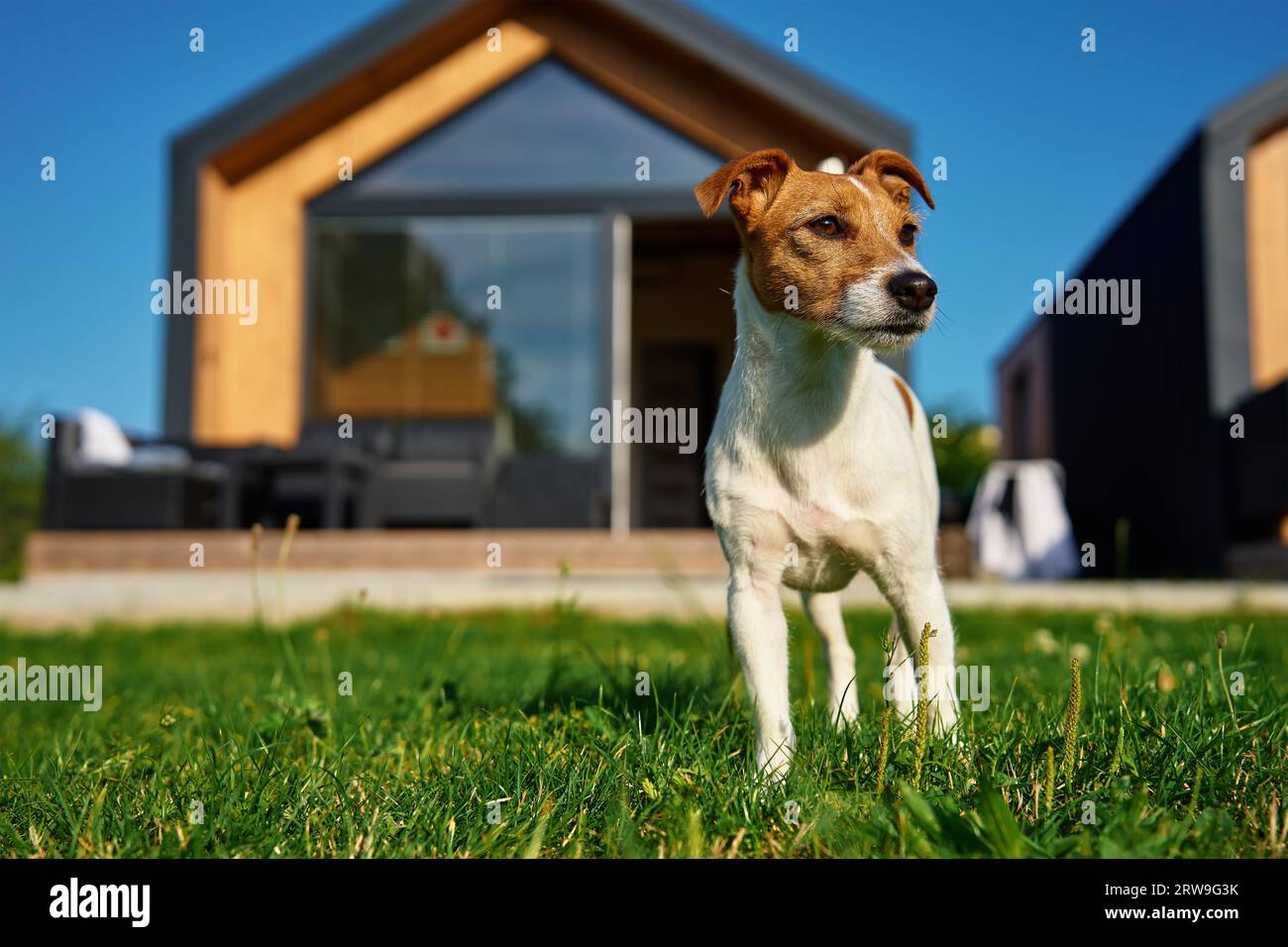 Cute small dog on front yard near suburban house at summer day. Pet ...