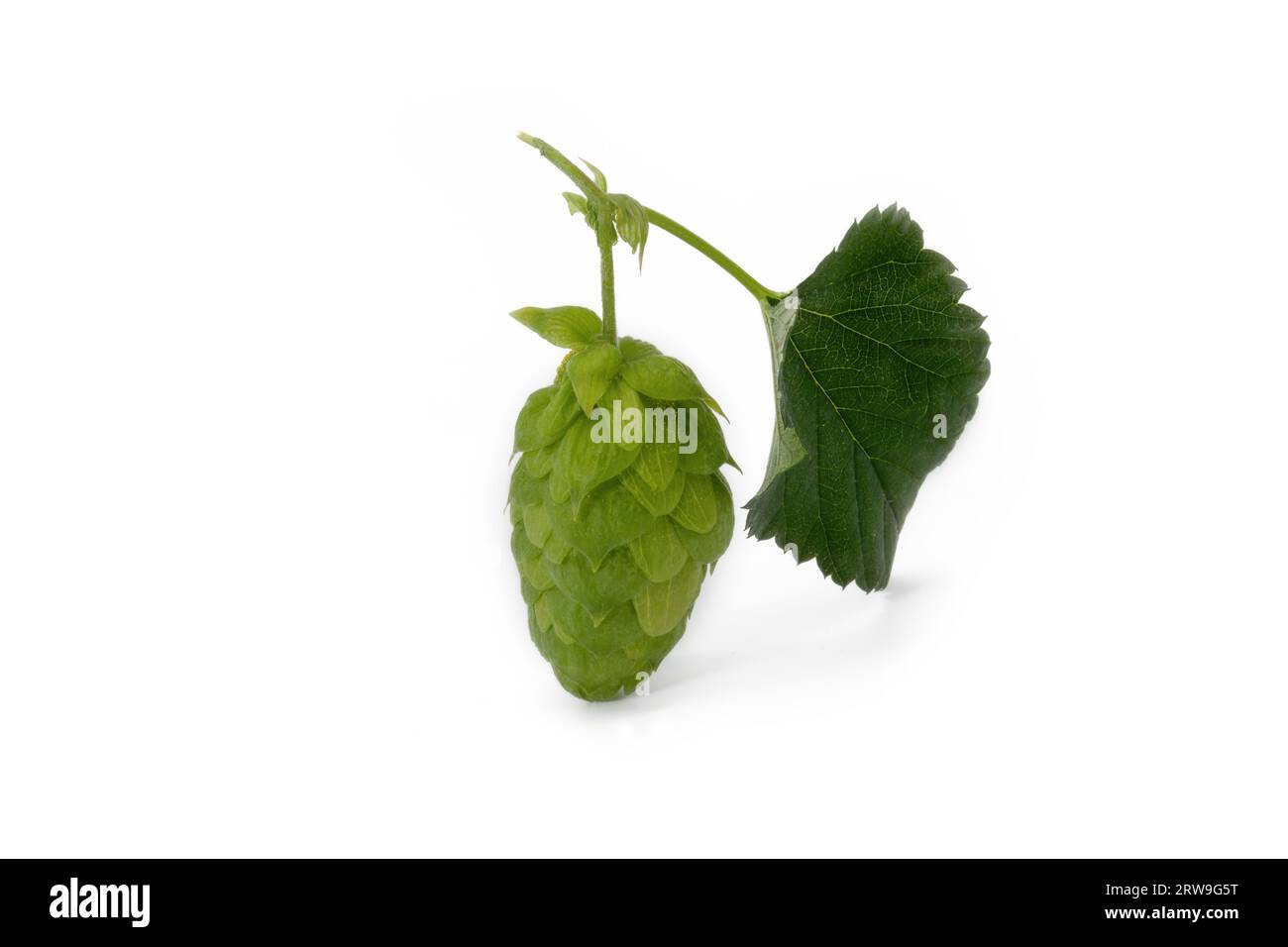 Hop head - fruit of the Czech hop plant (Humulus lupulus) on white ...
