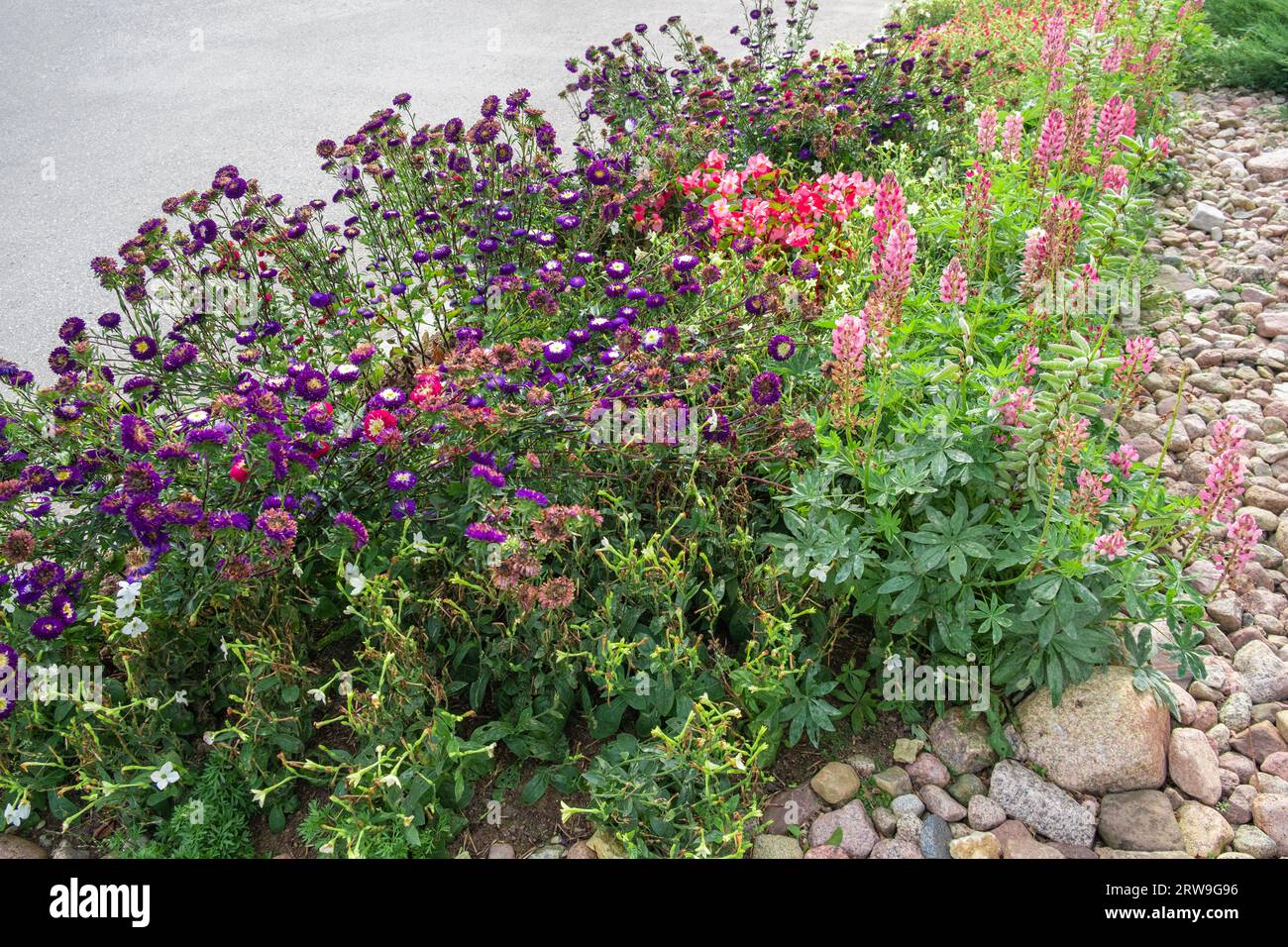 Frontyard with Paver Walkway. Beautiful Garden path made of natural ...