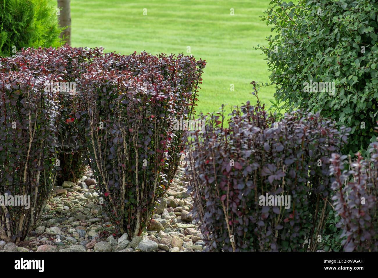 Front yard with purple Barberry growing. Garden path made of natural ...
