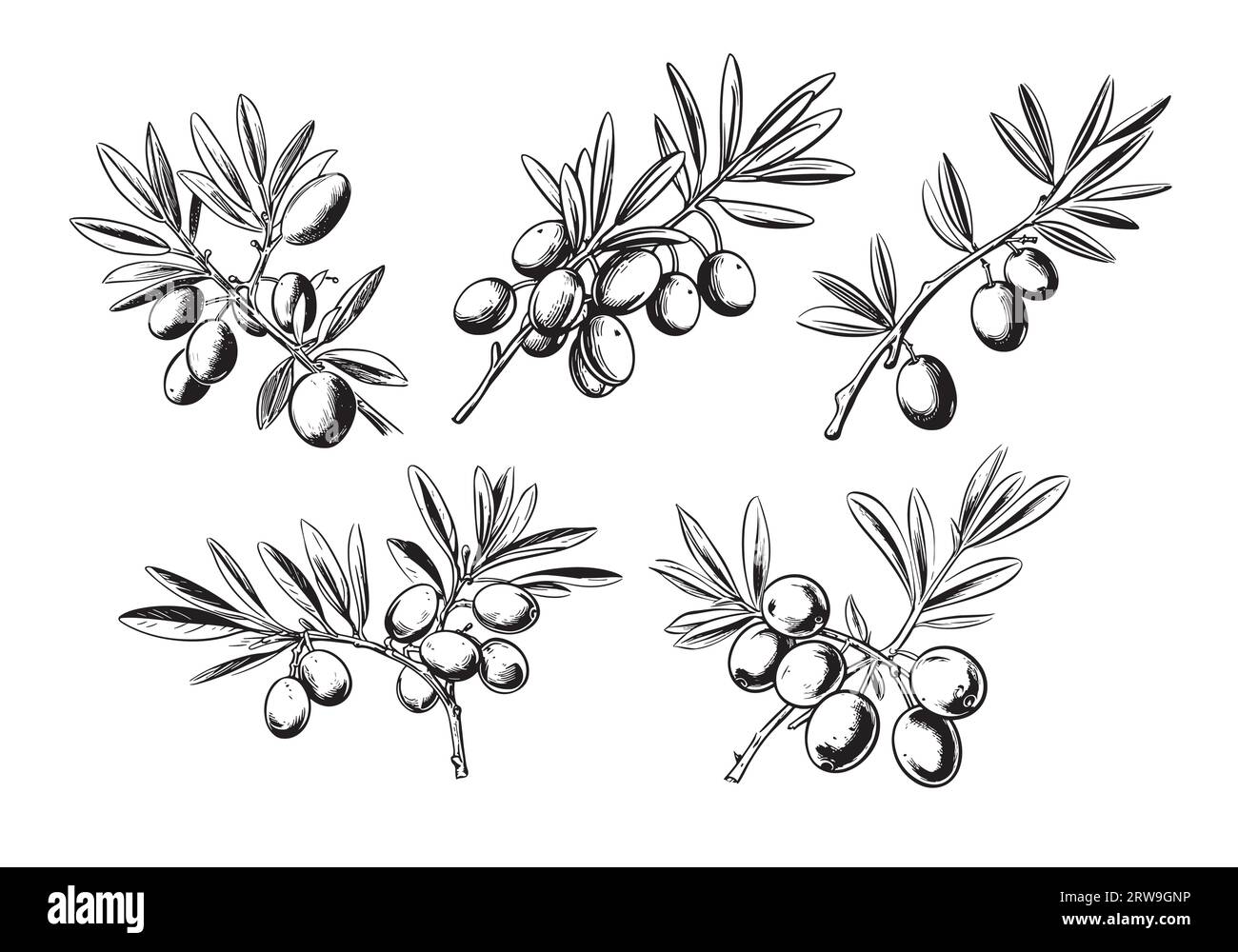 Olive Branch Definition Literature at Juan Borger blog