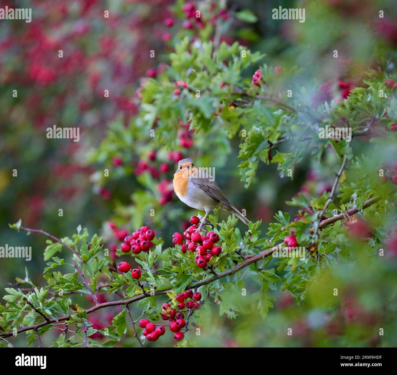 Robin behaviour hi-res stock photography and images - Alamy