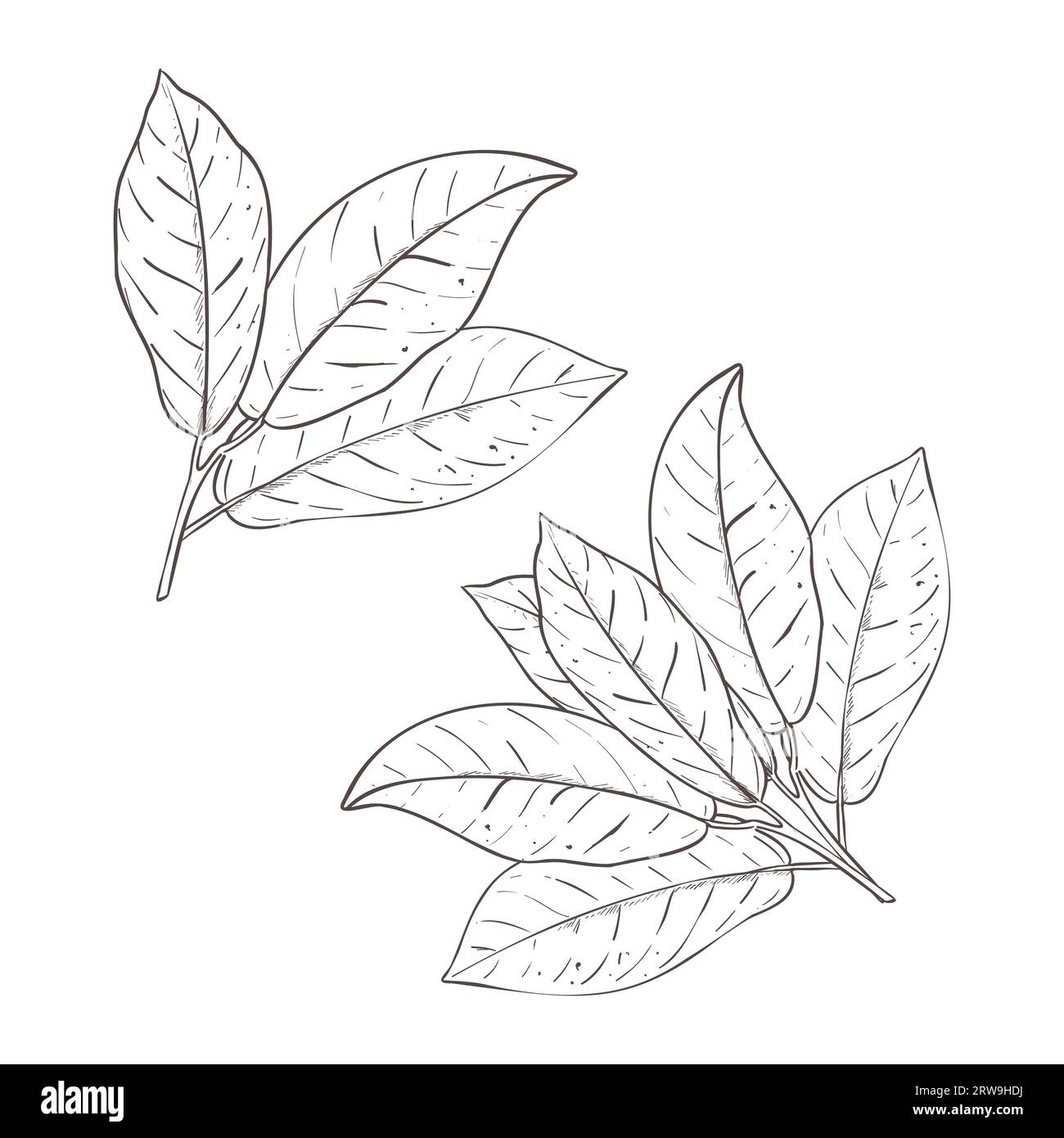 Vector illustration set of two branches of cocoa tree with leaves ...
