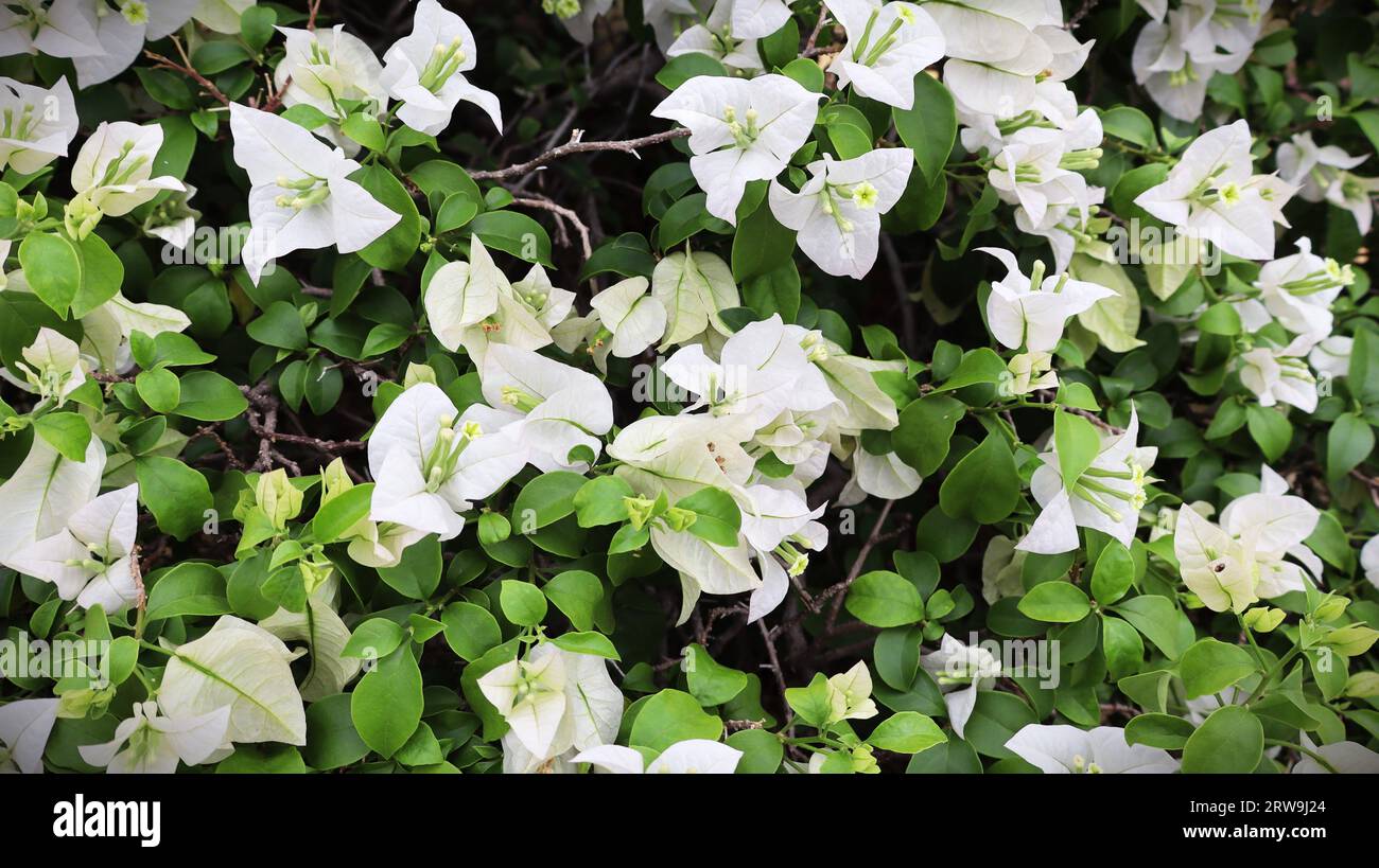 Pure white flora hi-res stock photography and images - Alamy