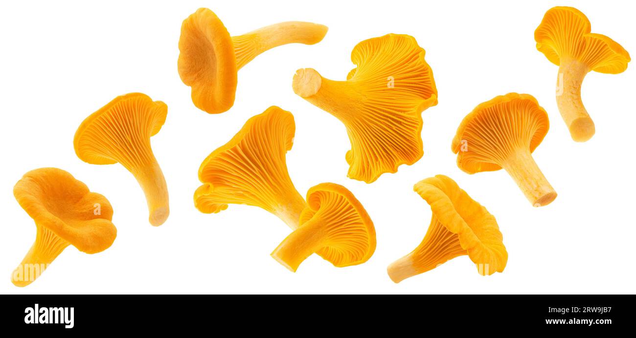 Falling Chanterelle mushrooms isolated on white background Stock Photo ...
