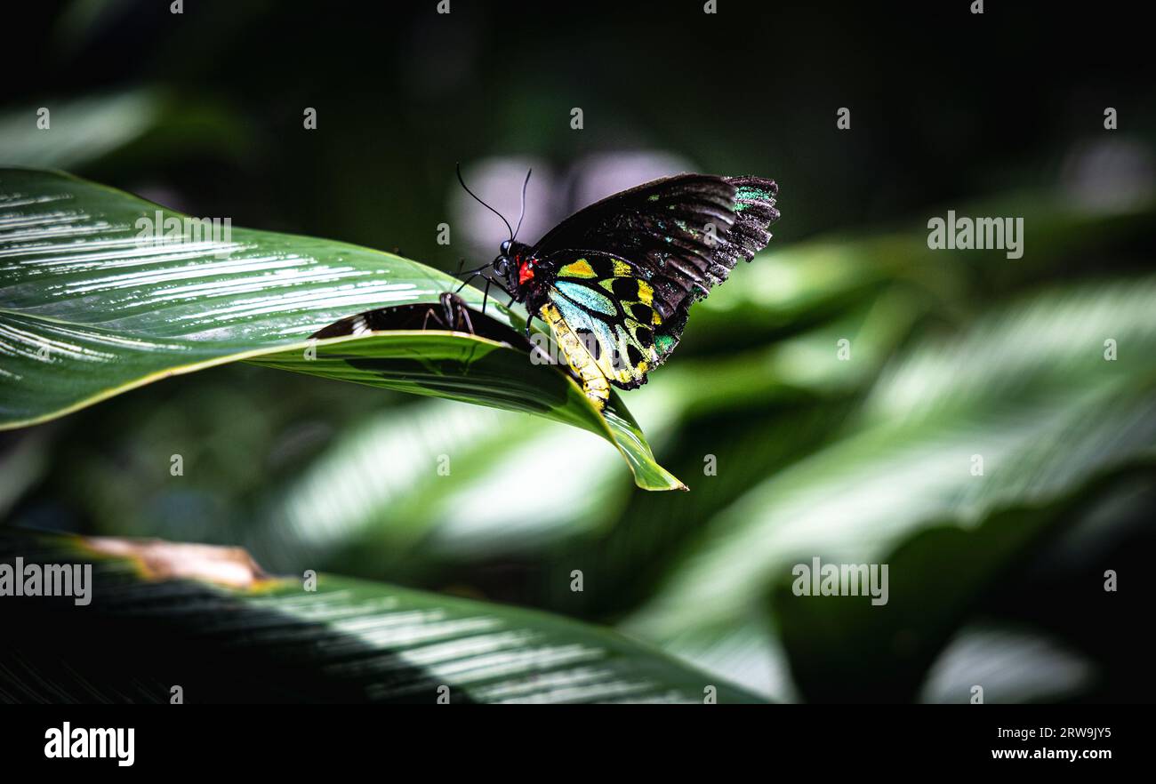Ornithoptera Alexandrae Flying