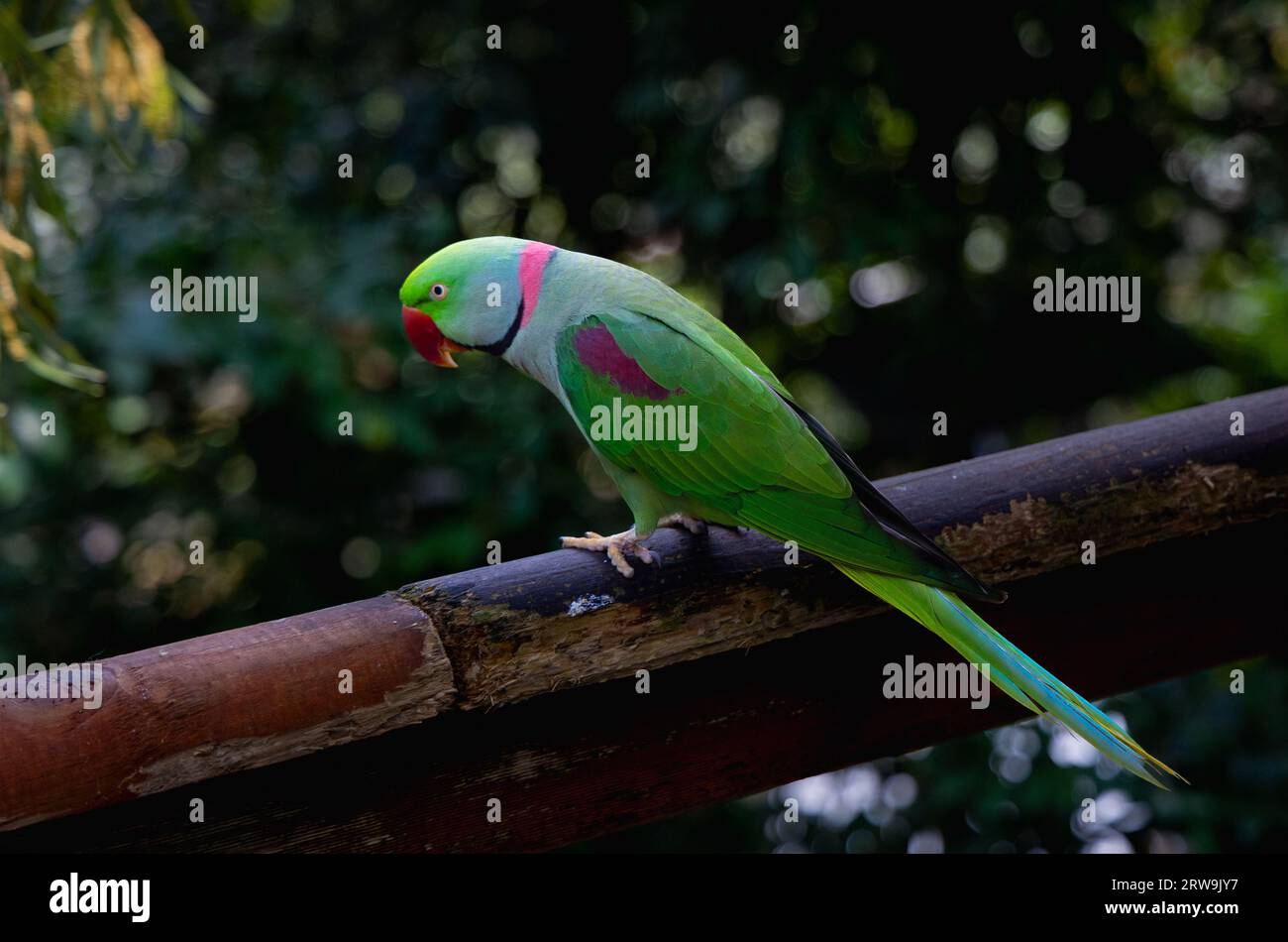 The Alexandrine parakeet, also known as the Alexandrine parrot, is a ...