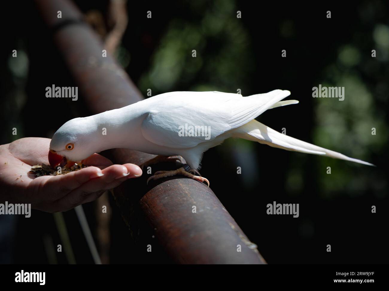 The rose-ringed parakeet, also known as the ringneck parrot or the ...