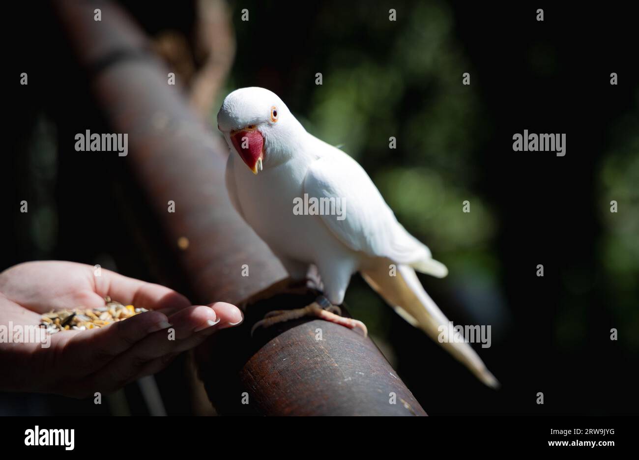 The rose-ringed parakeet, also known as the ringneck parrot or the ...