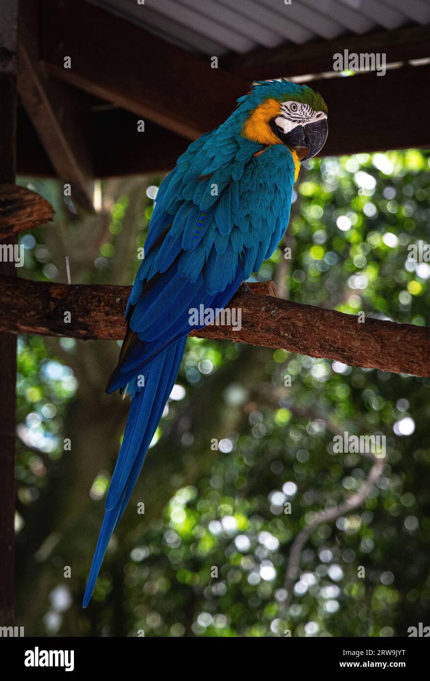 The blue-and-yellow macaw, also known as the blue-and-gold macaw, is a ...