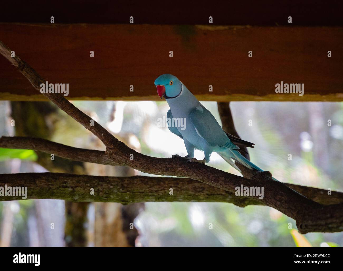 Blue rose-ringed parakeet, also known as the ringneck parrot or the ...