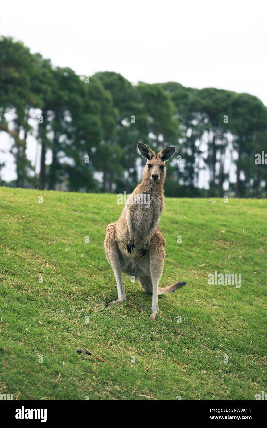 The eastern grey kangaroo (Macropus giganteus) is a marsupial found in ...