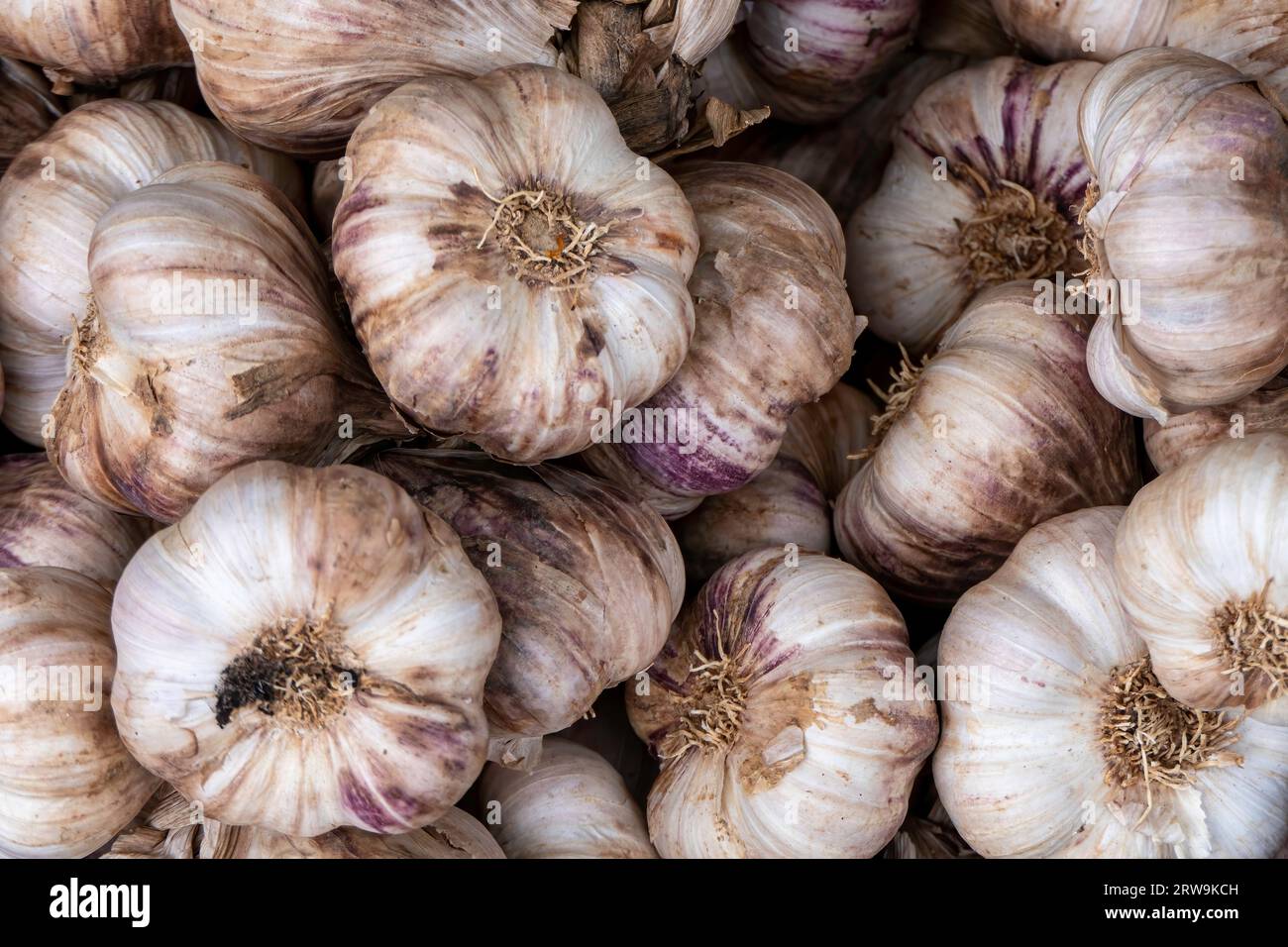 Pile of ripe garlic heads sits on a table at the market. Garlic is a ...
