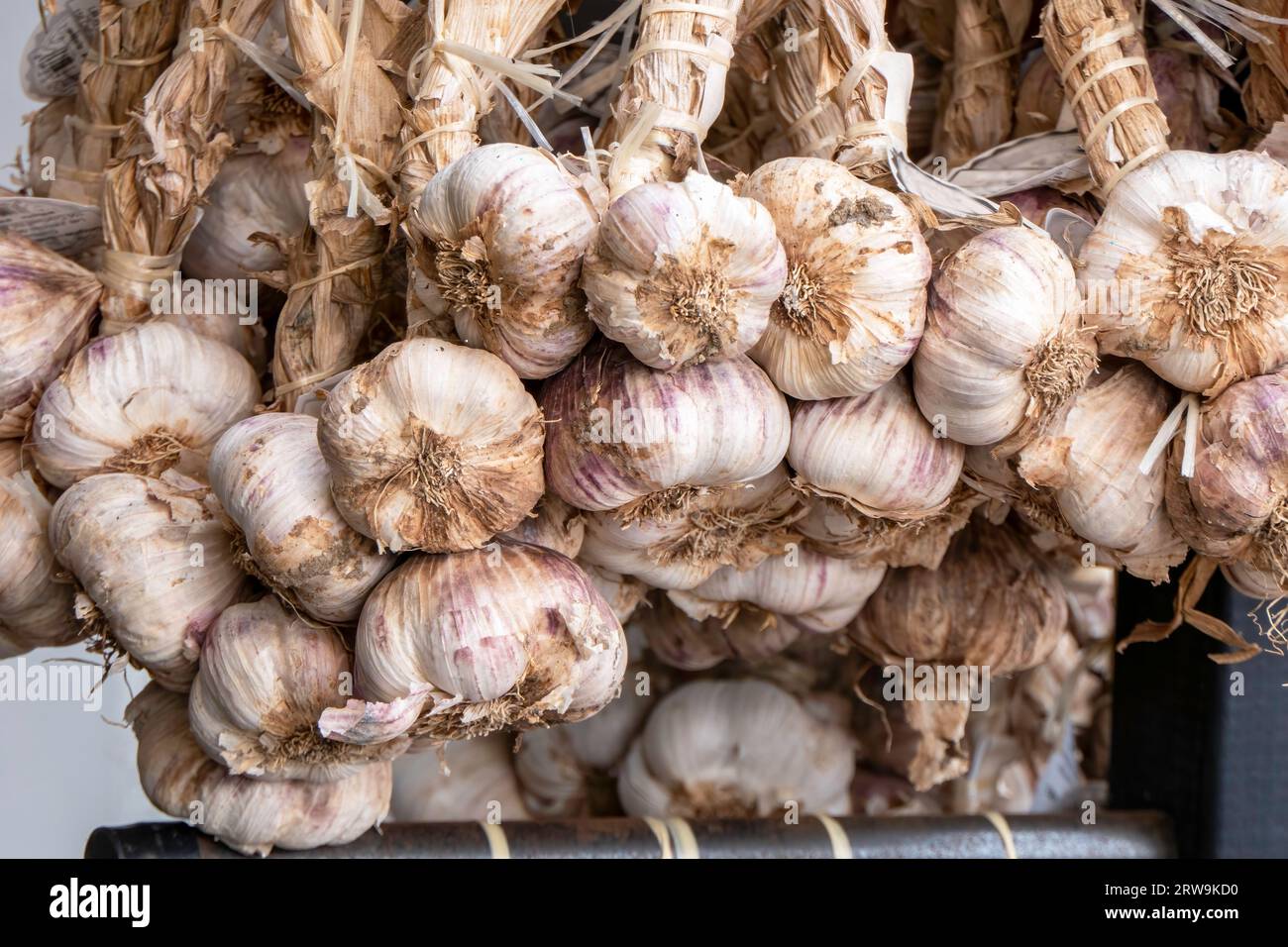 Pile of ripe garlic heads sits on a table at the market. Garlic is a ...