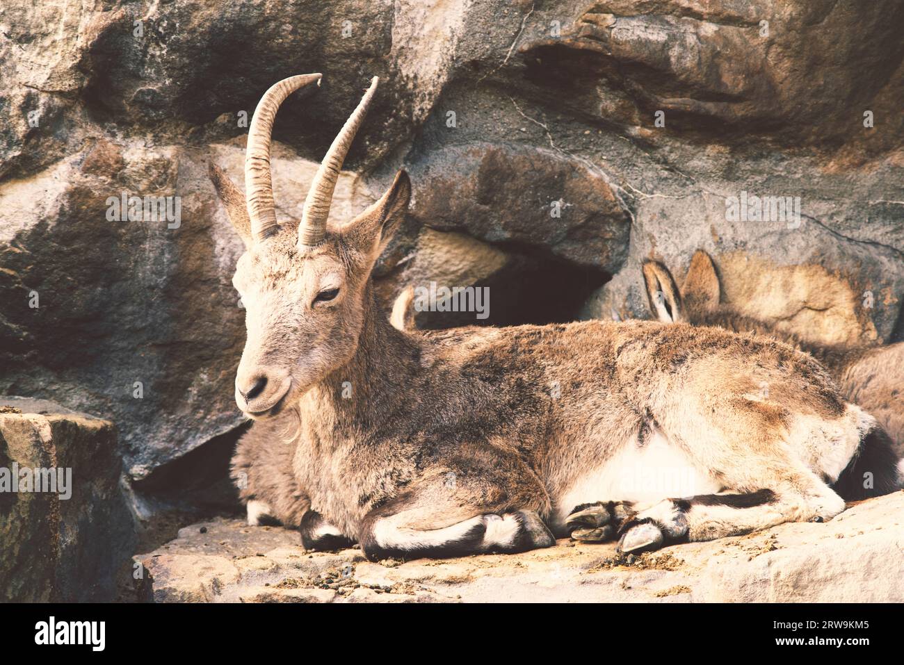 Goat under shelter hi-res stock photography and images - Alamy
