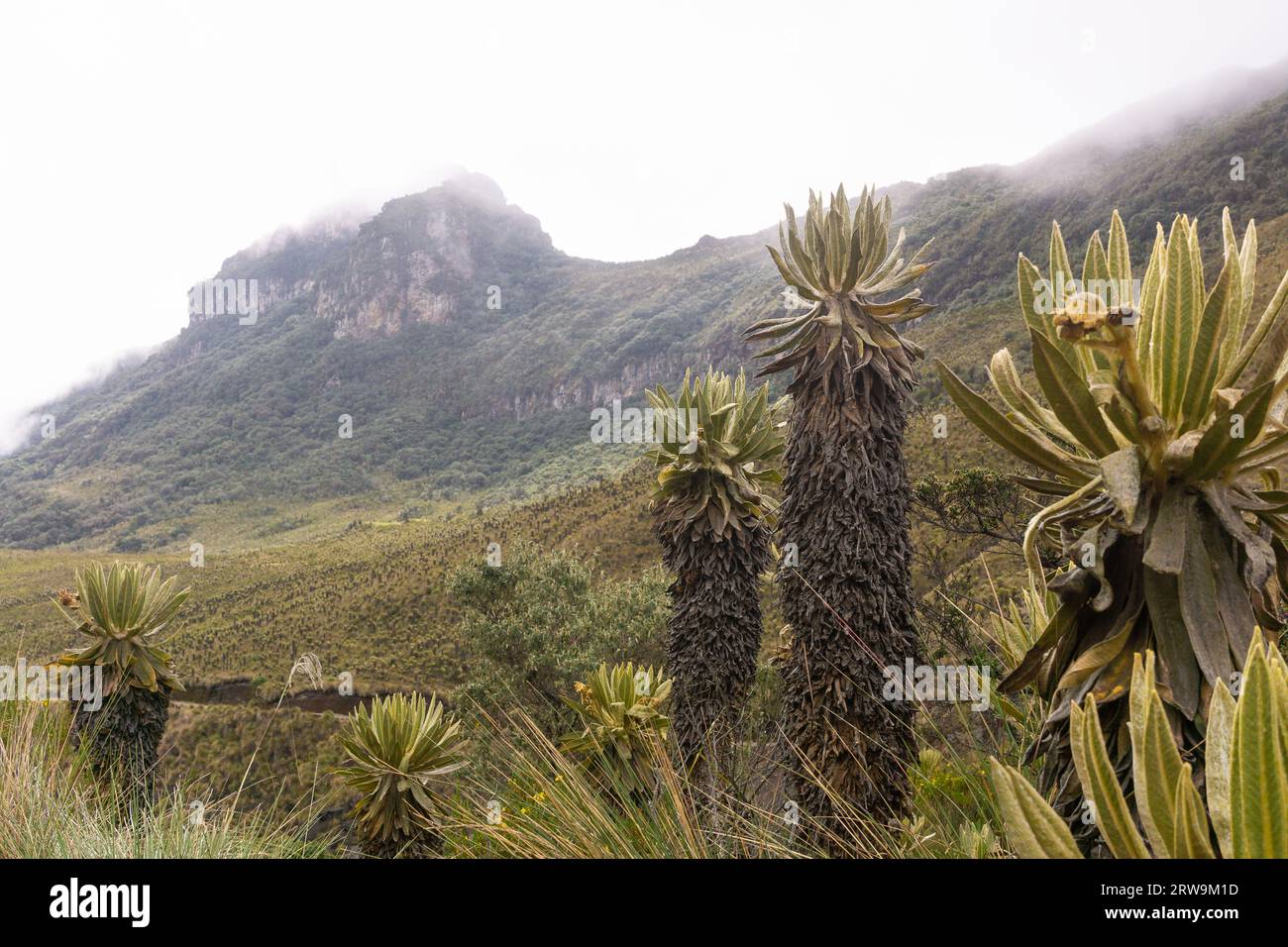 Landscape of the paramo ecosystem in the Andes of Colombia, South ...