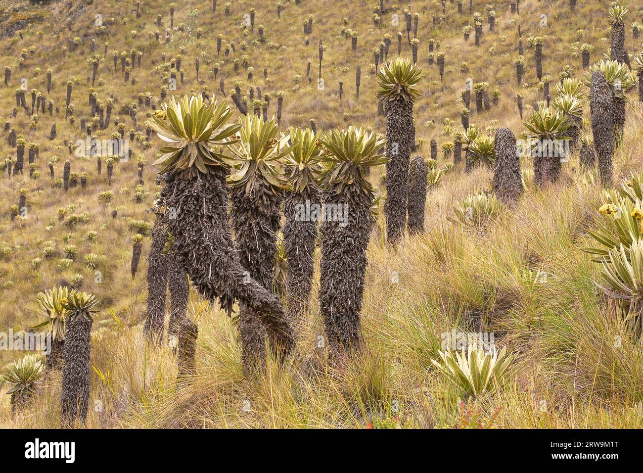 Landscape of the paramo ecosystem in the Andes of Colombia, South ...