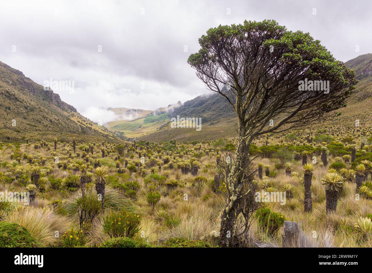 Landscape of the paramo ecosystem in the Andes of Colombia, South ...