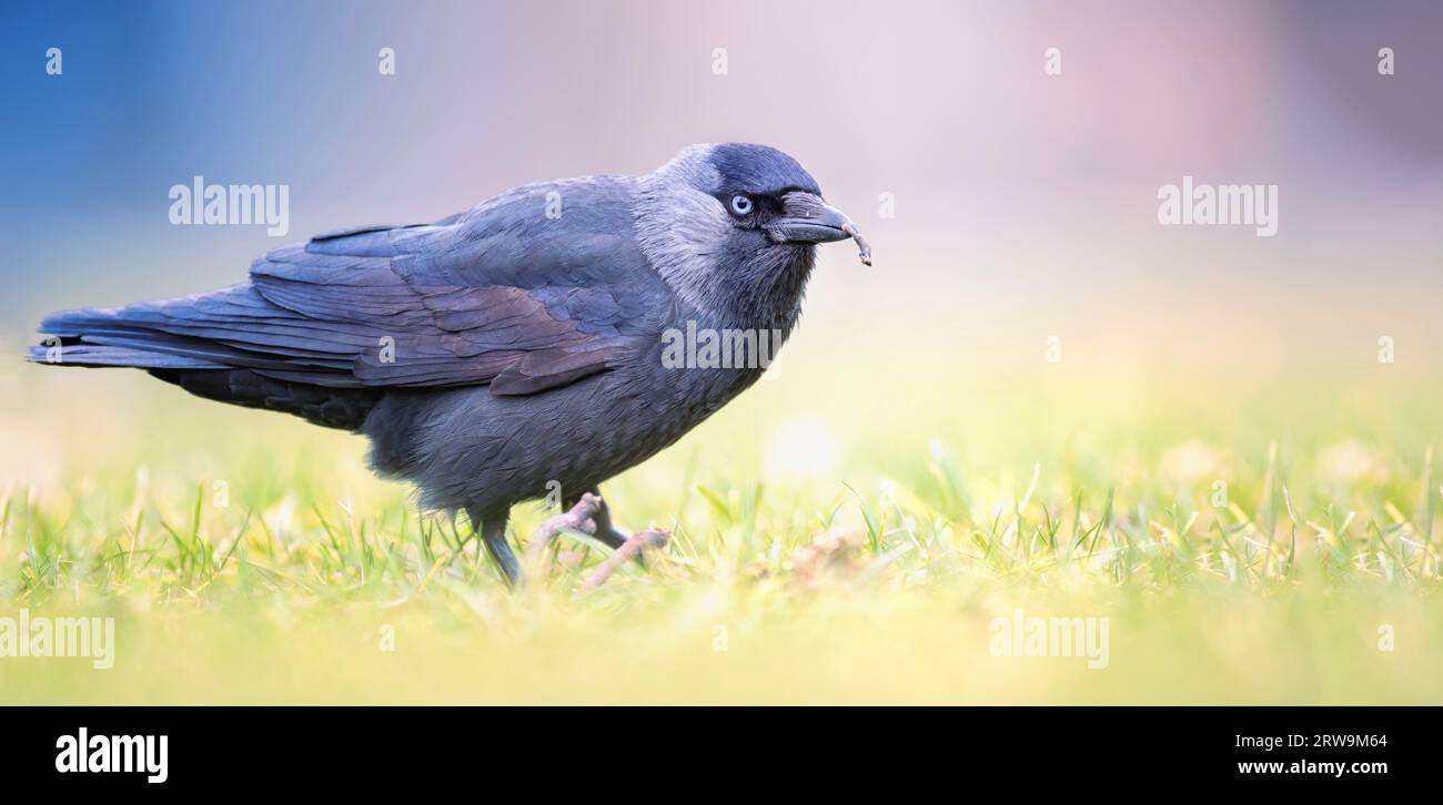 Beautiful jackdaw hi-res stock photography and images - Alamy