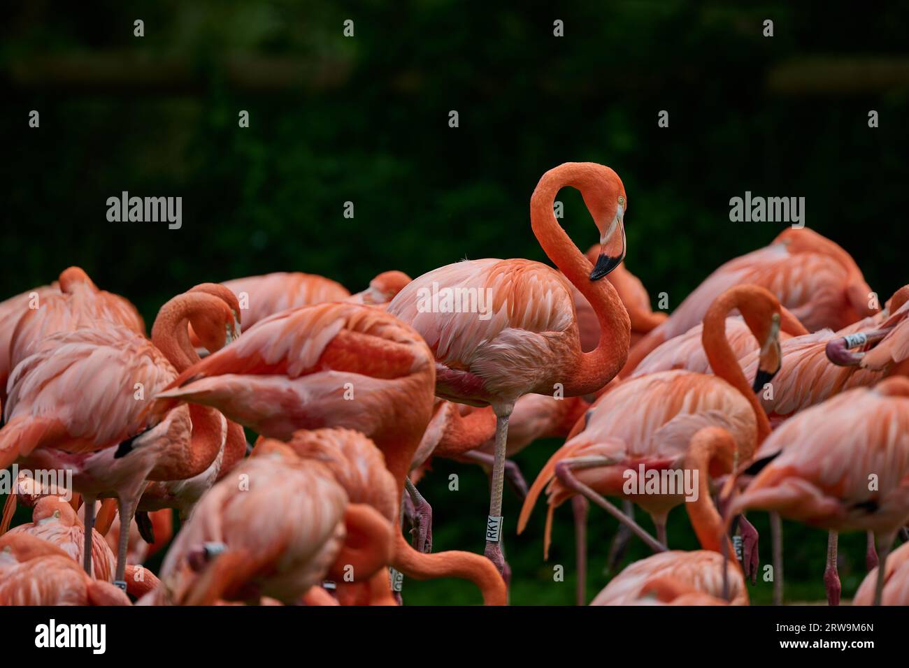 Flamingos flock walking pond meadow hi-res stock photography and images ...
