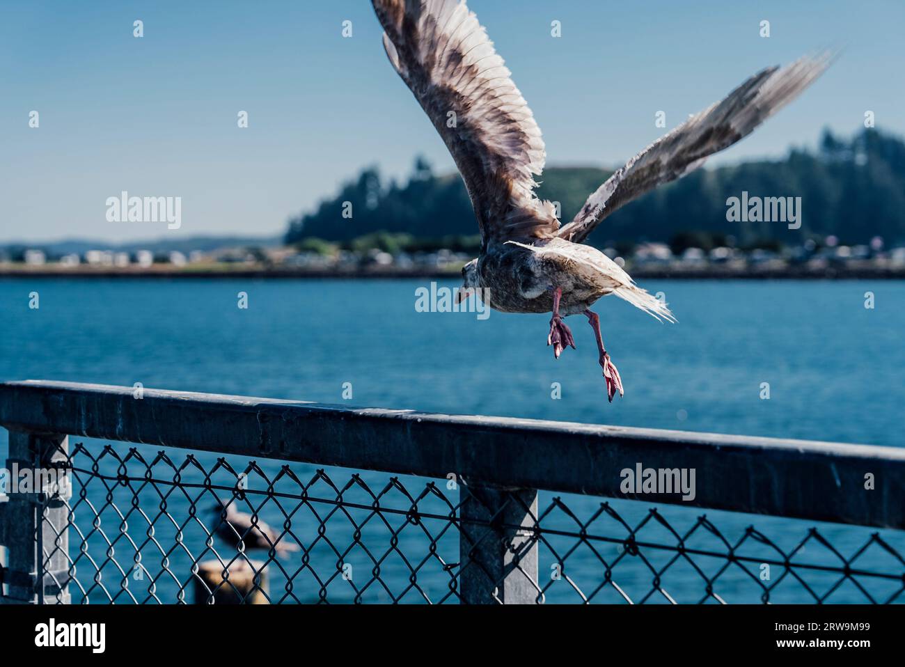 bird taking off Stock Photo - Alamy