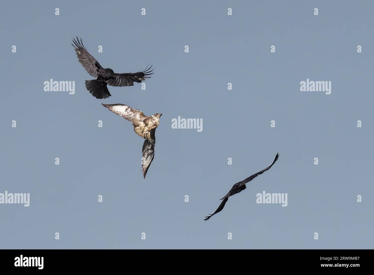 Birds in flight against a bright blue sky, wings outstretched in a ...